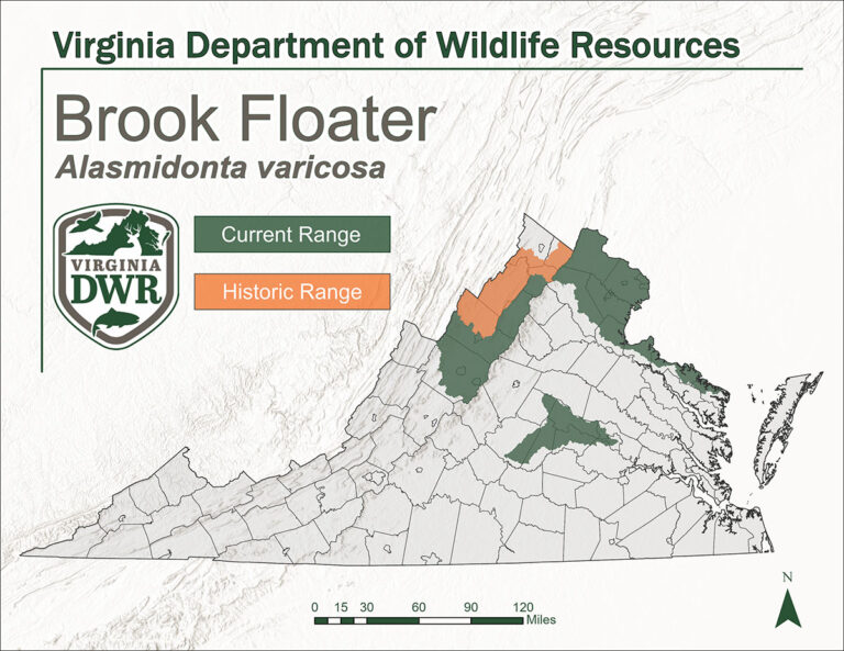 Brook Floater | Virginia DWR
