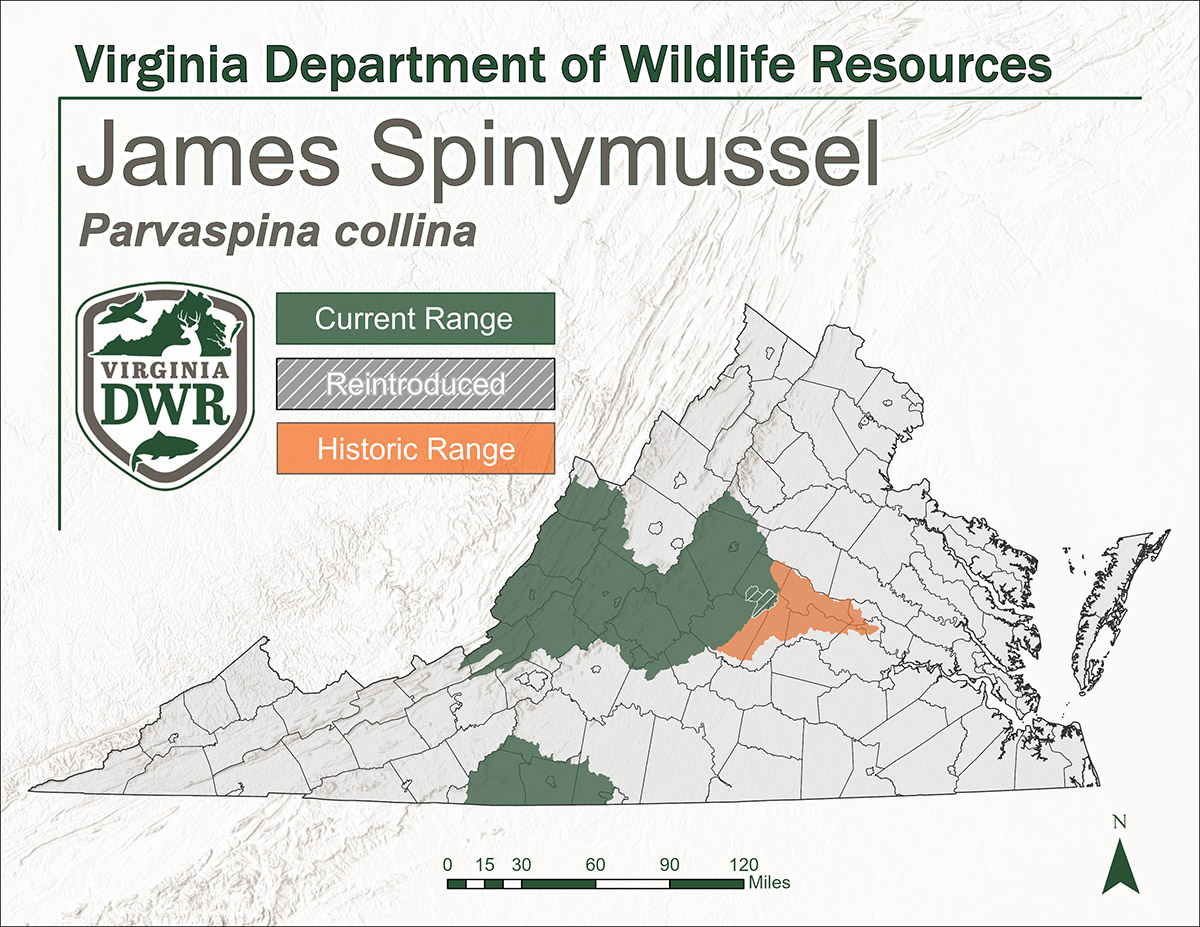 James Spinymussel | Virginia DWR