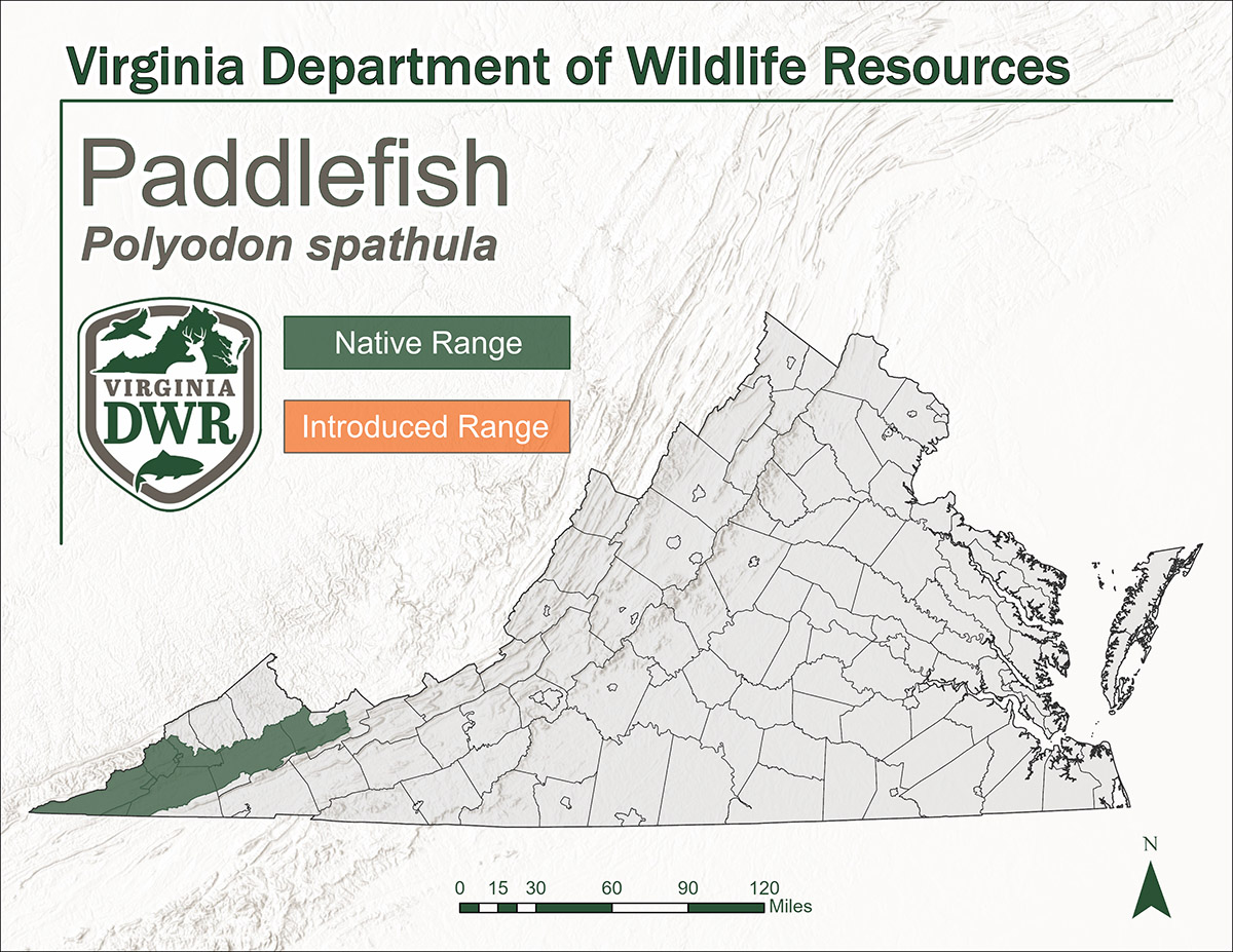Paddlefish | Virginia DWR