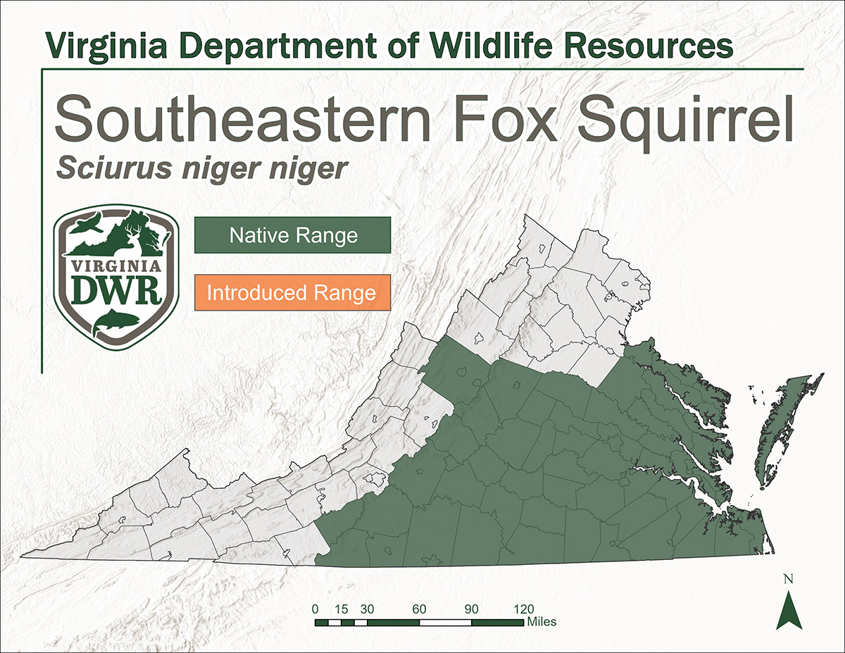 Southeastern Fox Squirrel | Virginia DWR