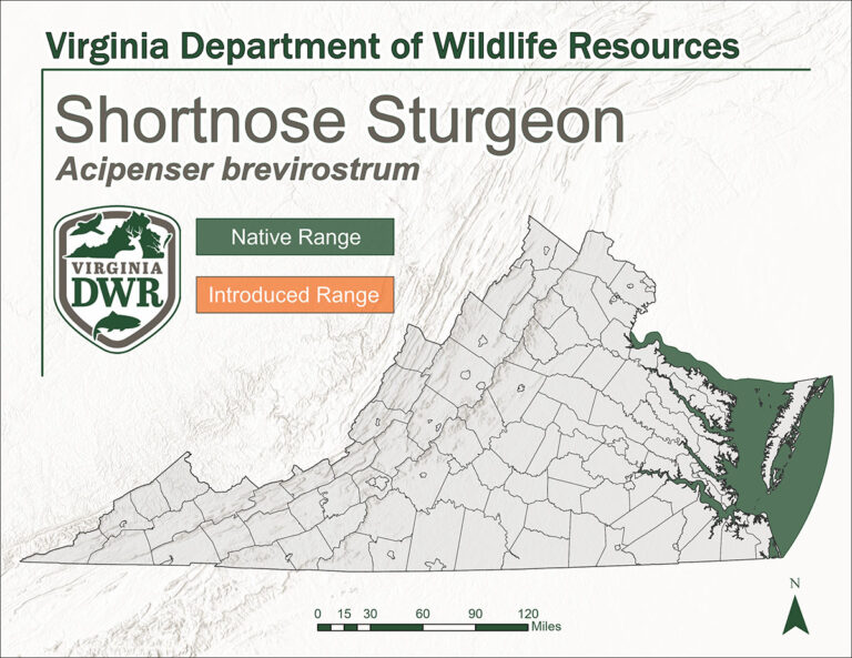 Shortnose Sturgeon | Virginia DWR