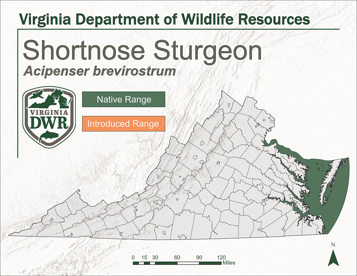 Shortnose Sturgeon | Virginia DWR