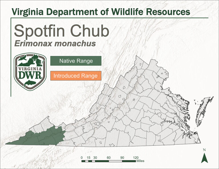 Spotfin Chub | Virginia DWR