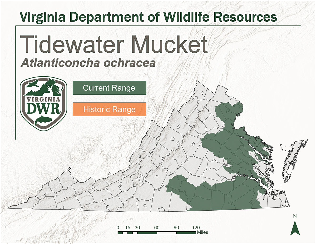 Tidewater Mucket | Virginia DWR