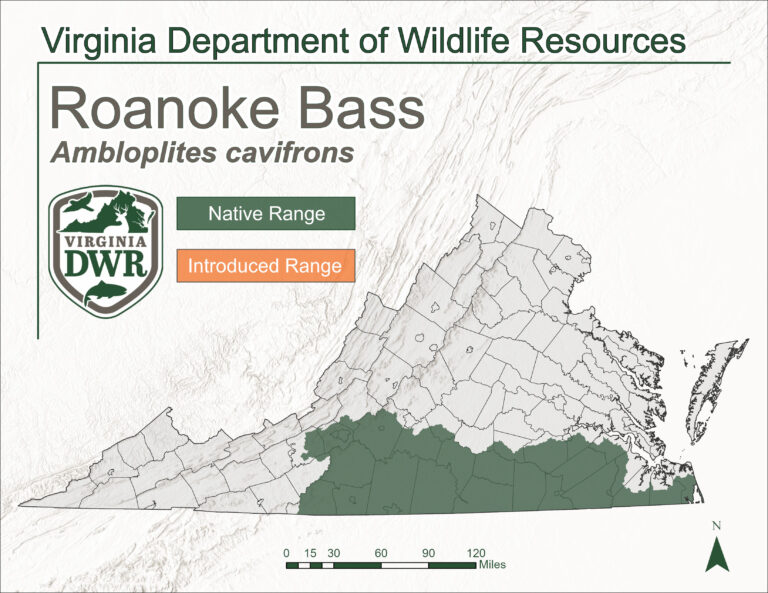 Roanoke Bass | Virginia DWR