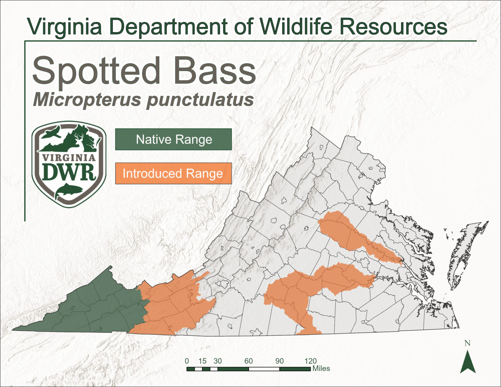 Spotted Bass | Virginia DWR