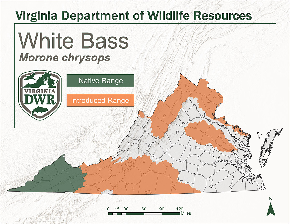 White Bass | Virginia DWR