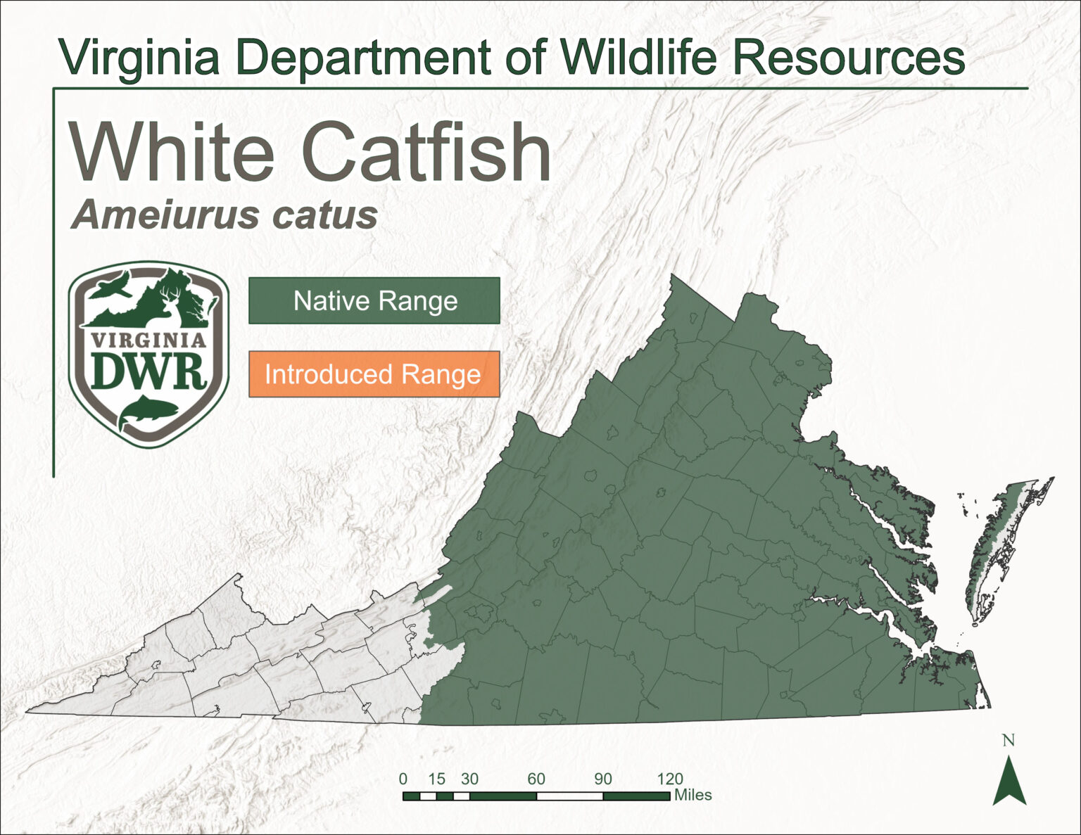 White Catfish | Virginia DWR