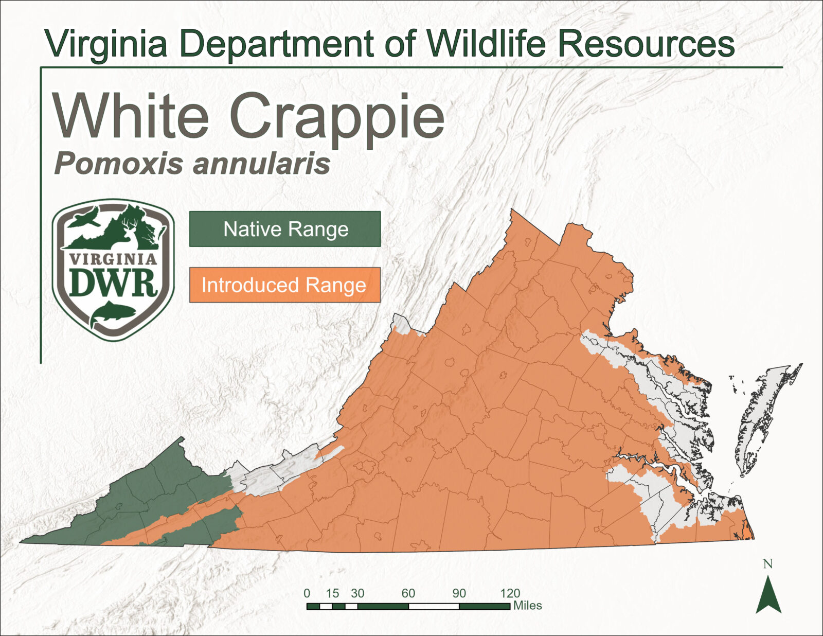 White Crappie | Virginia DWR