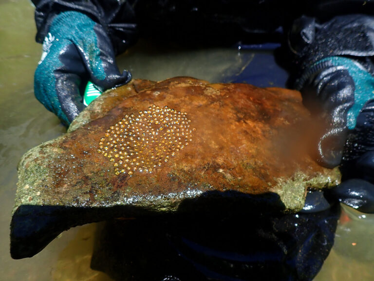 Duskytail Darter | Virginia DWR