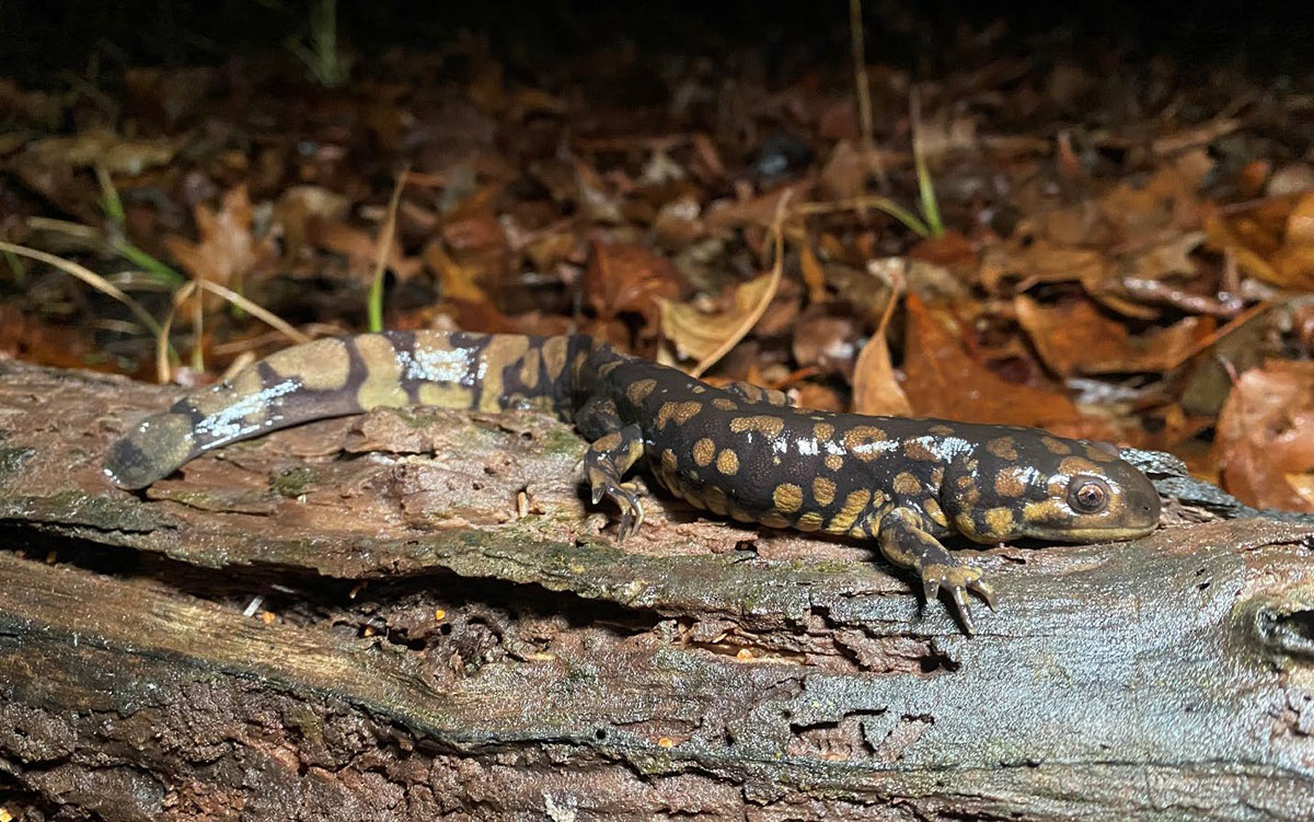 Eastern Tiger Salamander | Virginia DWR