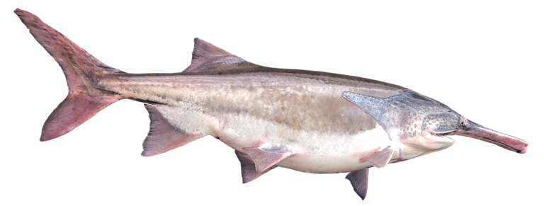 Paddlefish | Virginia DWR