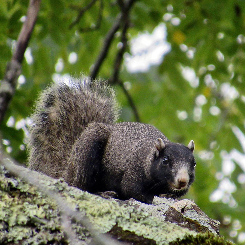 Southeastern Fox Squirrel | Virginia DWR