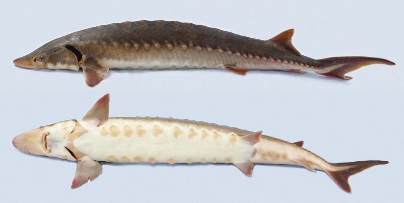 Shortnose Sturgeon | Virginia DWR