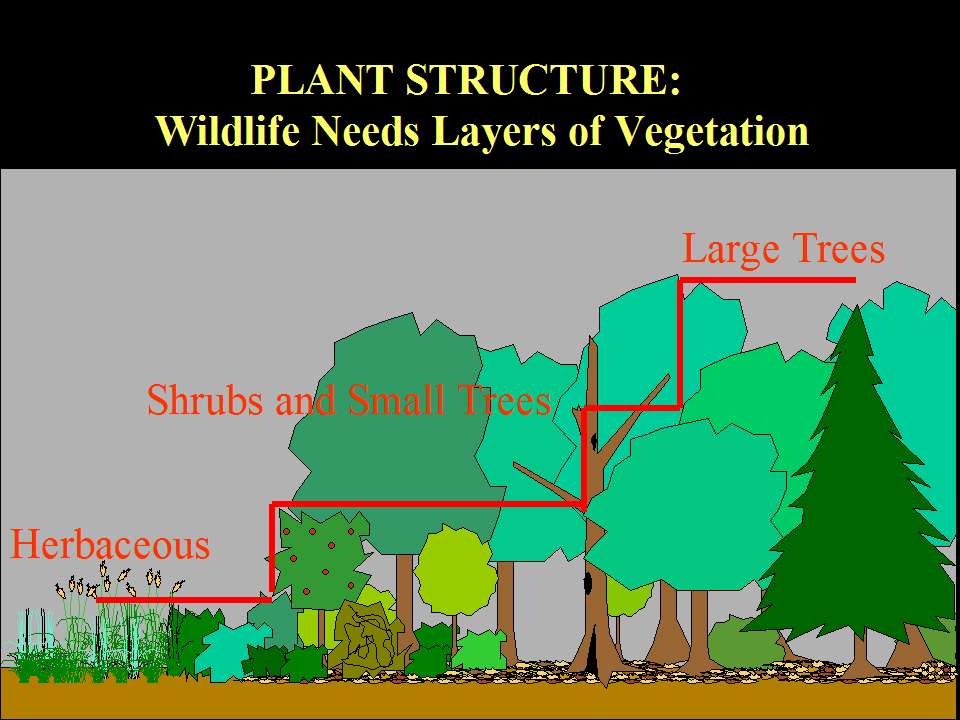 Earth Day Starts at Home: Plant Layers for Habitat Structure | Virginia DWR