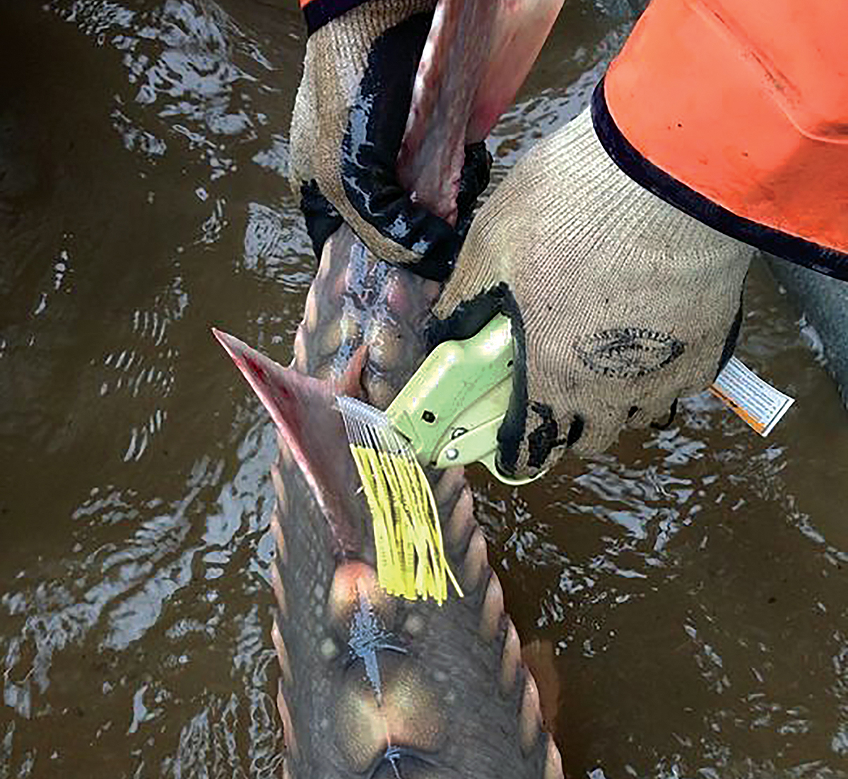 Ghosts No More | Virginia DWR