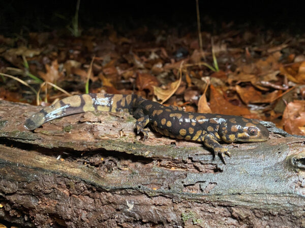 Drought and Aquatic Wildlife | Virginia DWR