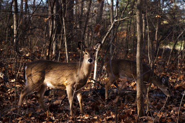 Finding Peace in Nature on the Virginia Bird and Wildlife Trail ...