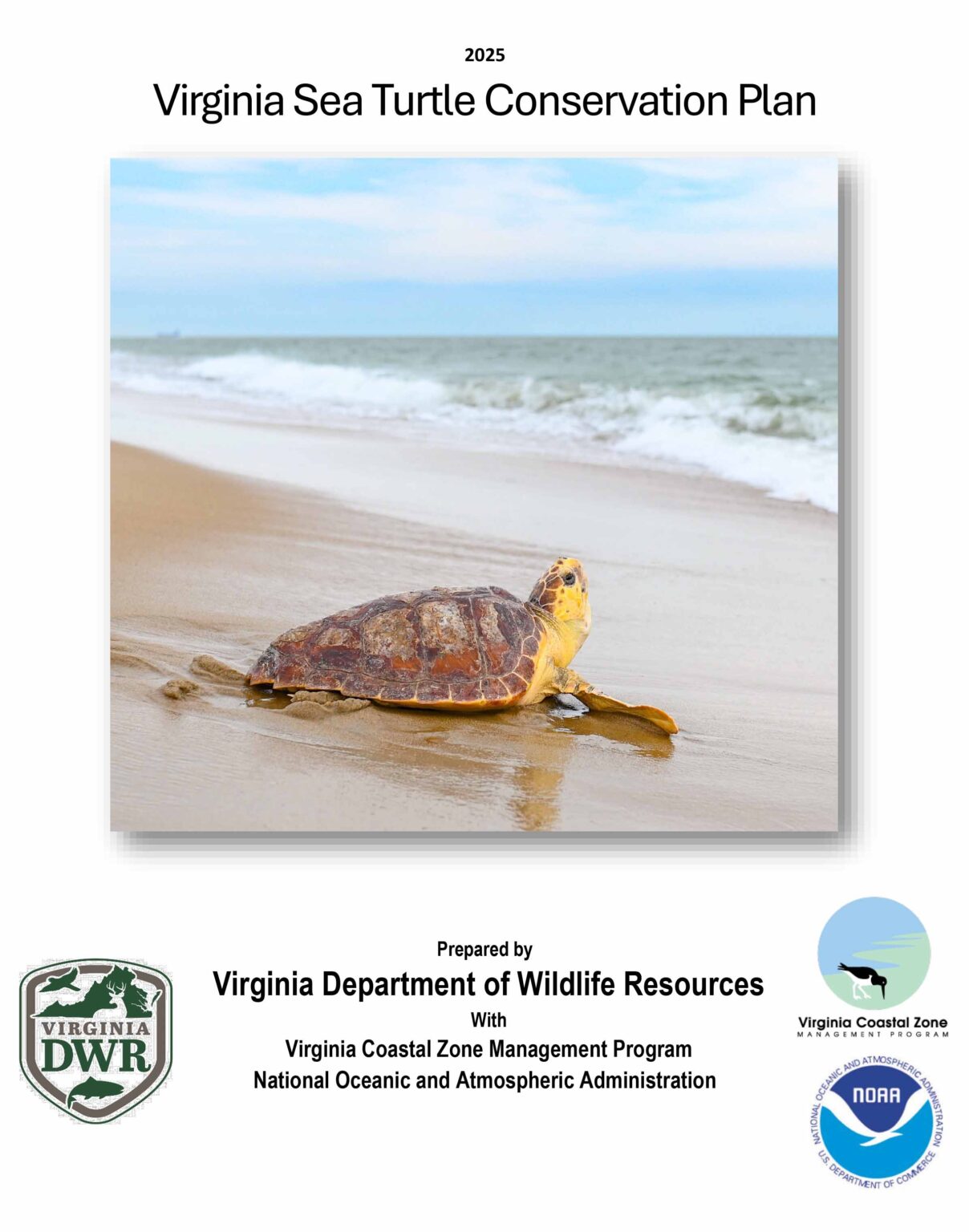 Virginia Sea Turtle Conservation Plan | Virginia DWR
