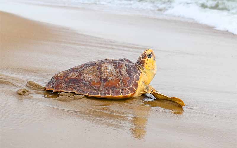Virginia Sea Turtle Conservation Plan | Virginia DWR