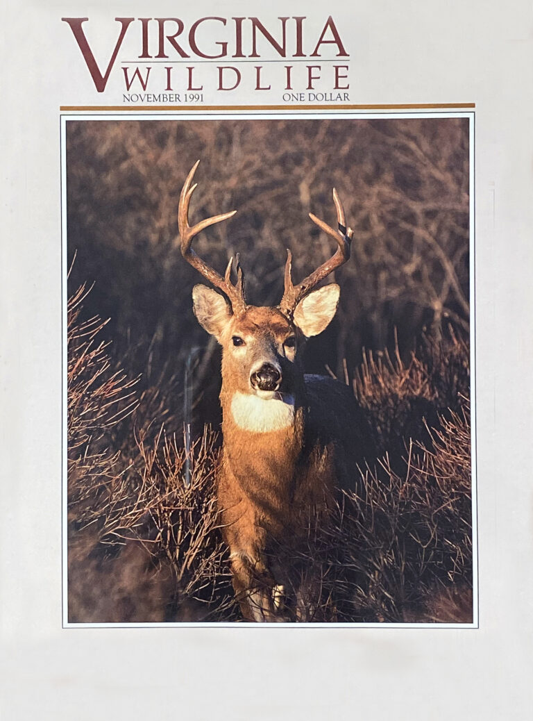 The Magical Moment That Became a Virginia Wildlife Cover Photo ...