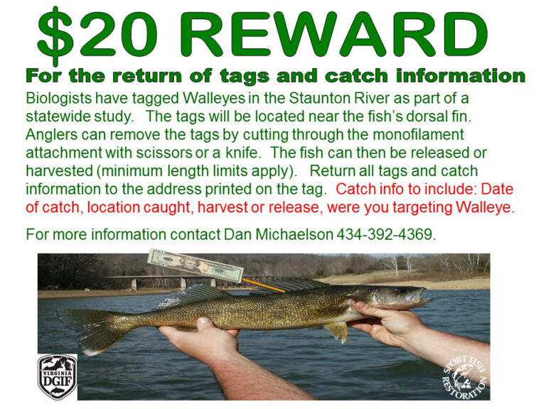 Walleye Tagging Study Underway | Virginia DWR