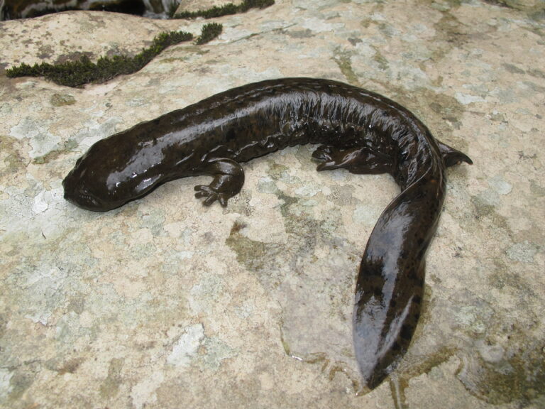 Eastern Hellbender | Virginia DWR