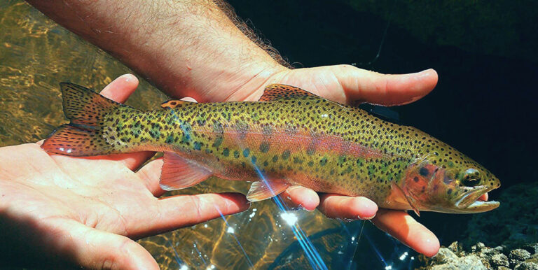 Wild or Hatchery Trout? | Virginia DWR