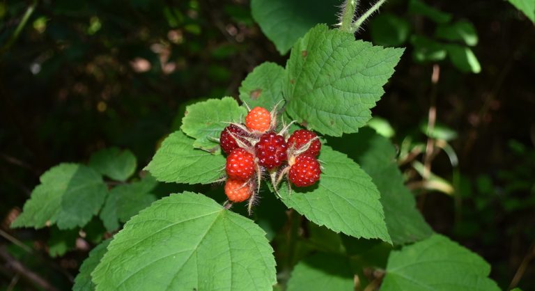 Seeking the Super Six Summer Fruits | Virginia DWR