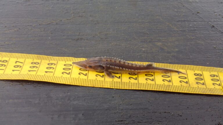 Atlantic Sturgeon | Virginia DWR