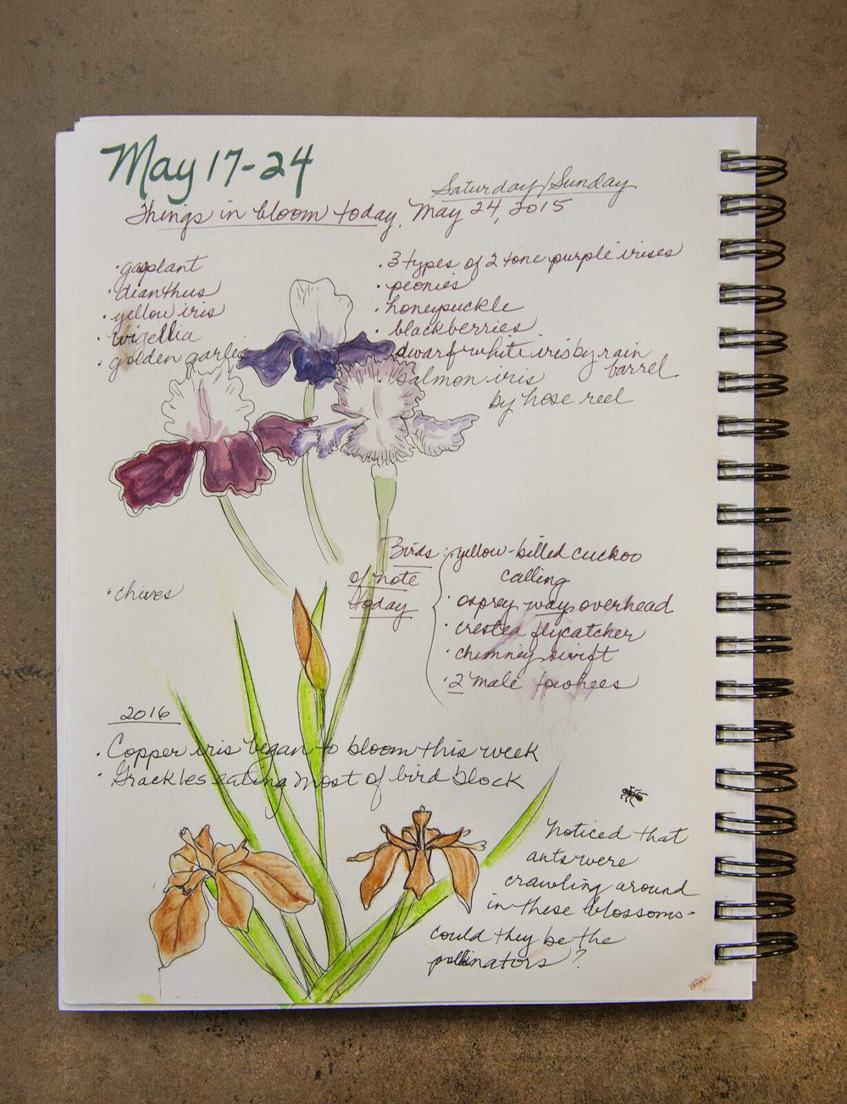 Start a Nature Journal | Virginia DWR