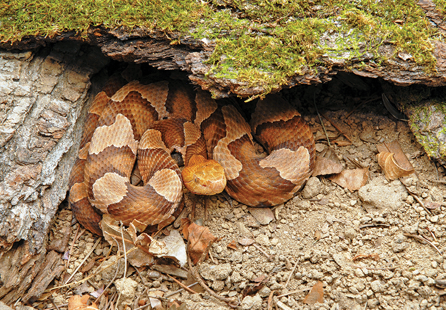 Celebrating Virginia’s Snakes in Honor of National Reptile Awareness ...