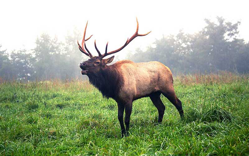 Mammals | Virginia DWR