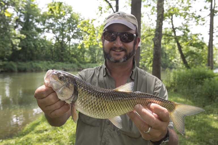 Fallfish: Little Tarpon of the Commonwealth | Virginia DWR