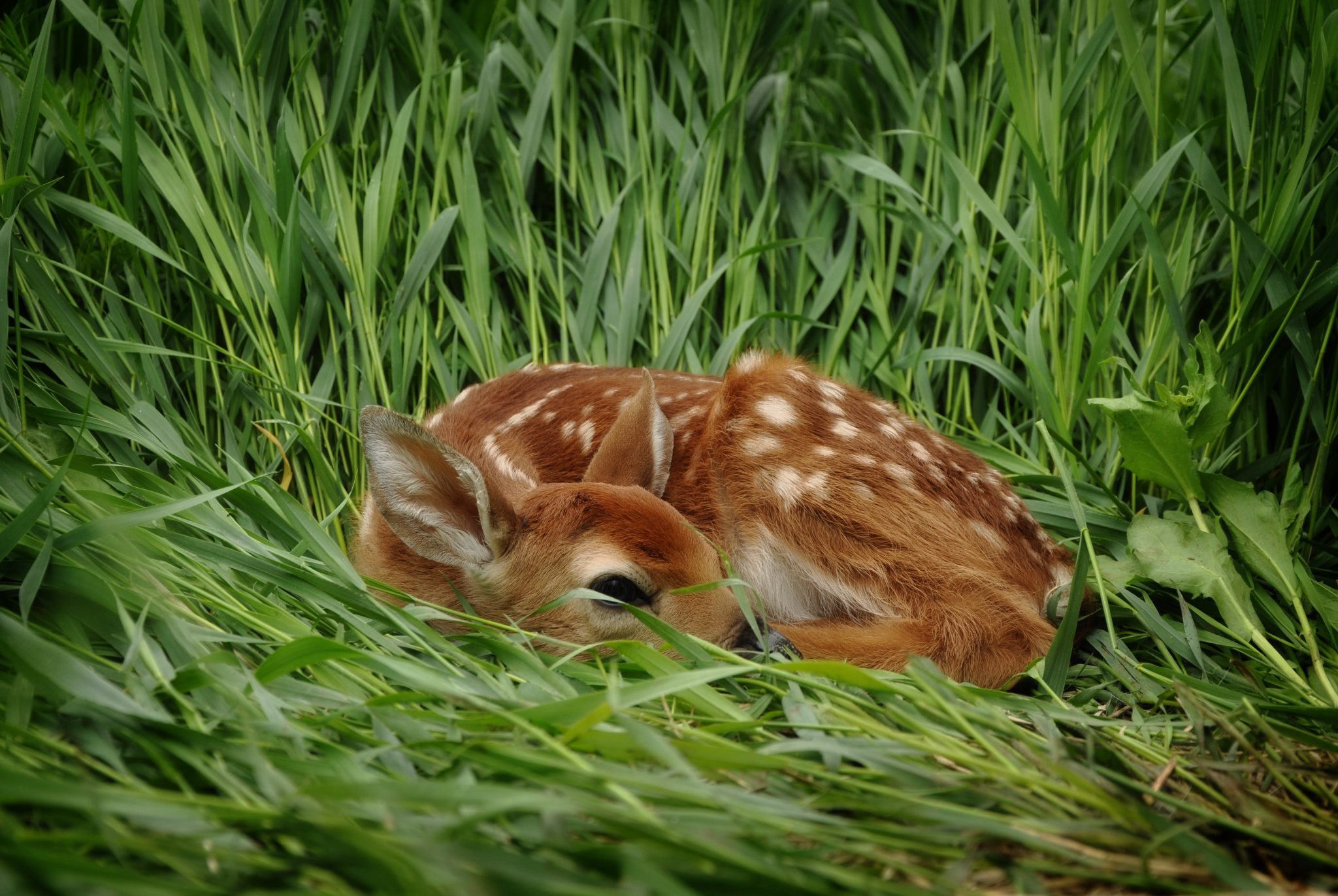 If You Find a Fawn, Leave it Alone | Virginia DWR