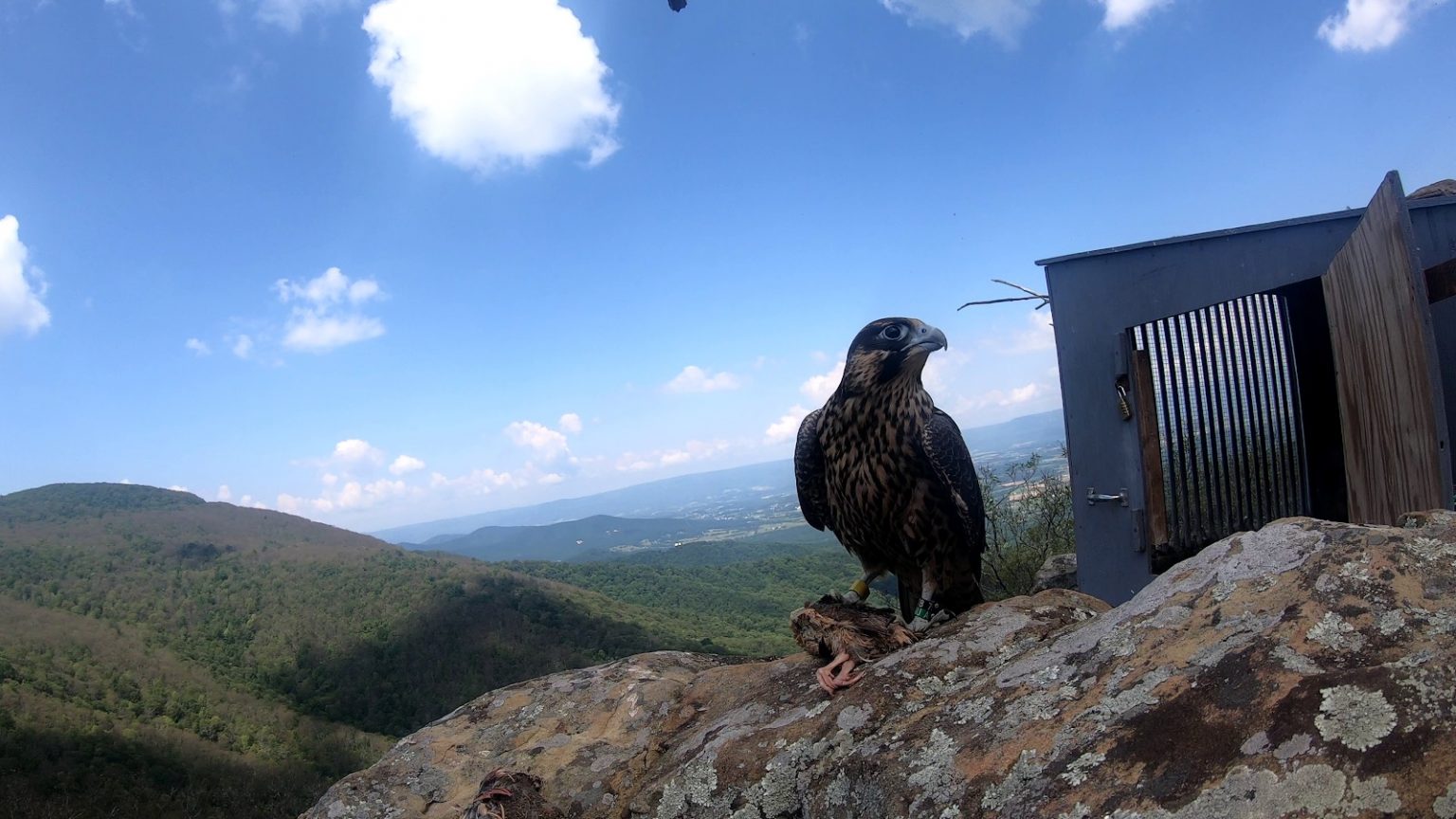Richmond Falcon Cam | Virginia DWR