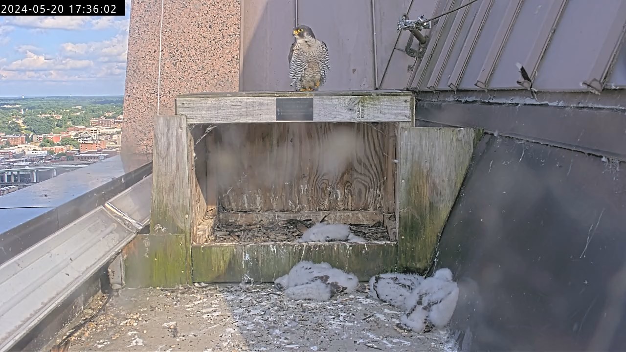 Richmond Falcon Cam | Virginia DWR