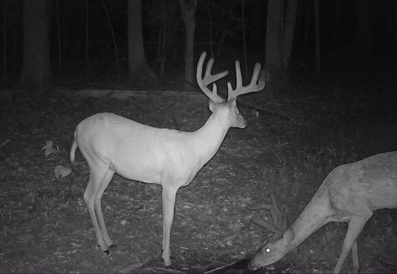Get the Picture: Effectively Use your Trail Camera to Capture the Best ...