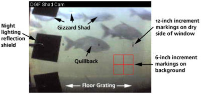 Shad Cam: The Viewing Window | Virginia DWR