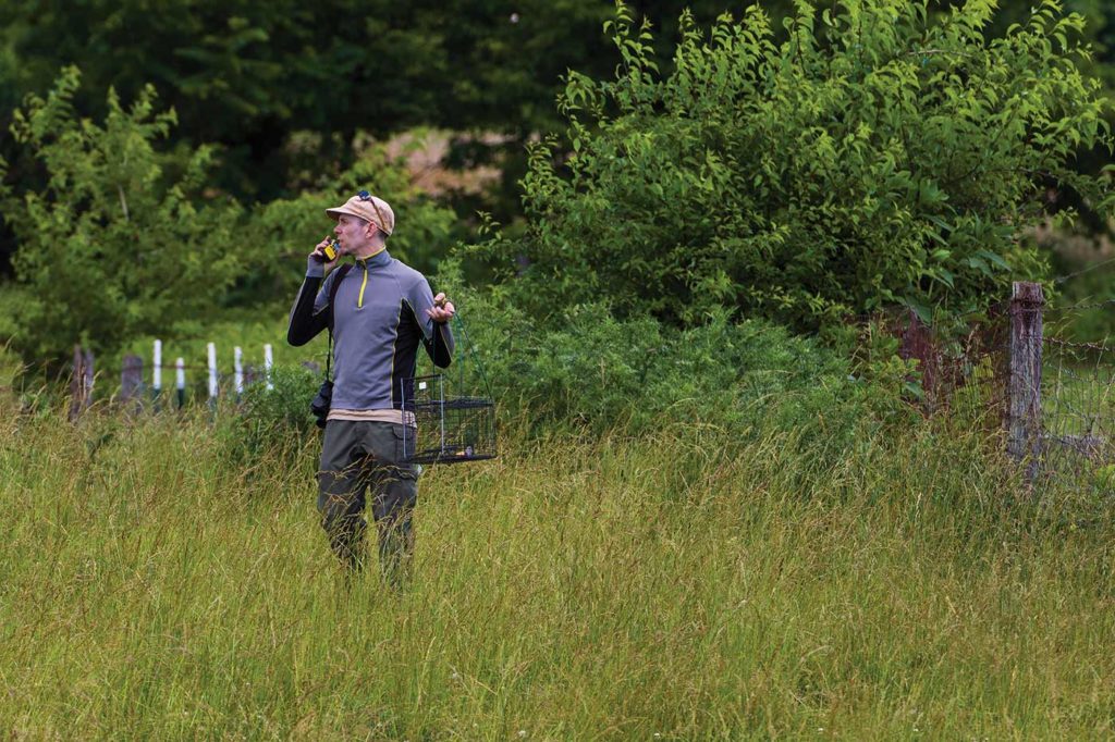 What’s Going On With The Butcher Bird? | Virginia DWR