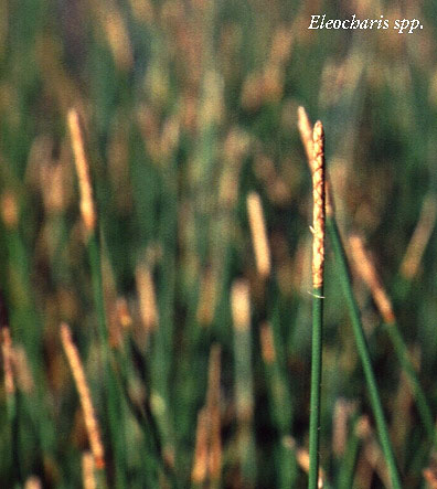 Slender Spikerush | Virginia DWR