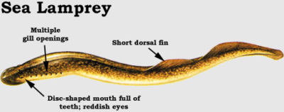 Snakehead Identification | Virginia DWR
